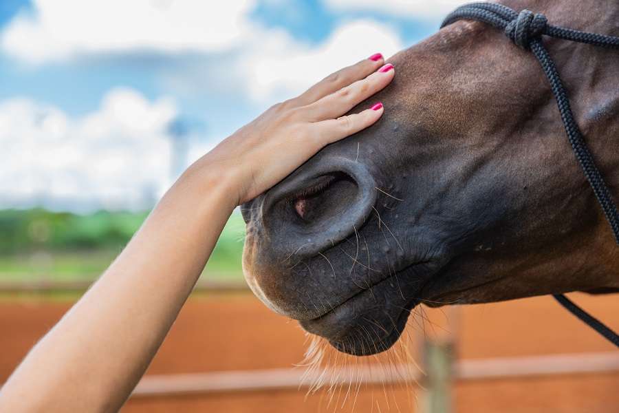 Exploring Equine Intelligence: They Really Are As Smart As We Think!