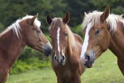 Exploring Equine Intelligence: They Really Are As Smart As We Think!