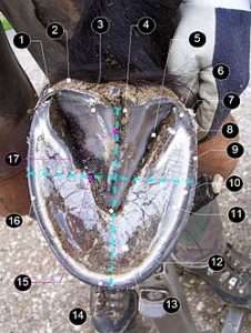 A Deep Dive Into Horse Hoof And Foot Anatomy - Equi-Spa