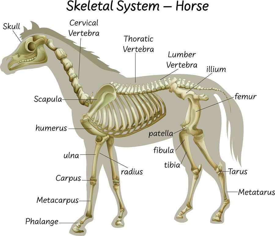 Handy Horse Facts You Should Know About Equi Spa Handy Horse Facts You Should Know About Equi Spa